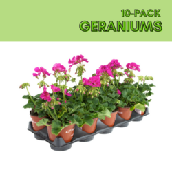 Soroptimist Bellevue Met - Serving the Greater Eastside